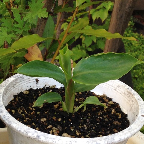 月桃のお花が咲きました＠北海道 : なーよの植物散歩