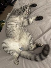 犬！犬！犬！犬！猫！過ぐ世現つ世紡ぐ糸MM567 : ちいが訥々