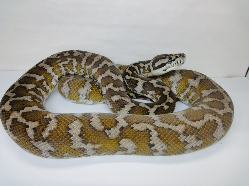 Morelia Reptor Available:Papuan(Irian Jaya) Carpet Python