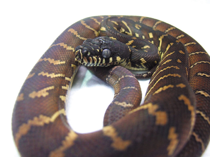 Morelia Reptor Available:Boelens Python