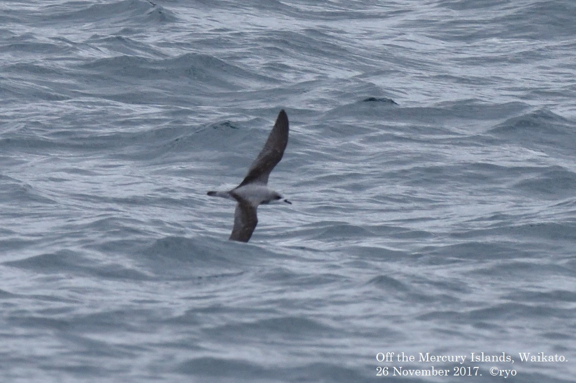 NZ Day5 Whitianga② Pterodroma：Pycroft's Petrel／ウスヒメシロハラミズナギドリ、Cook's ...