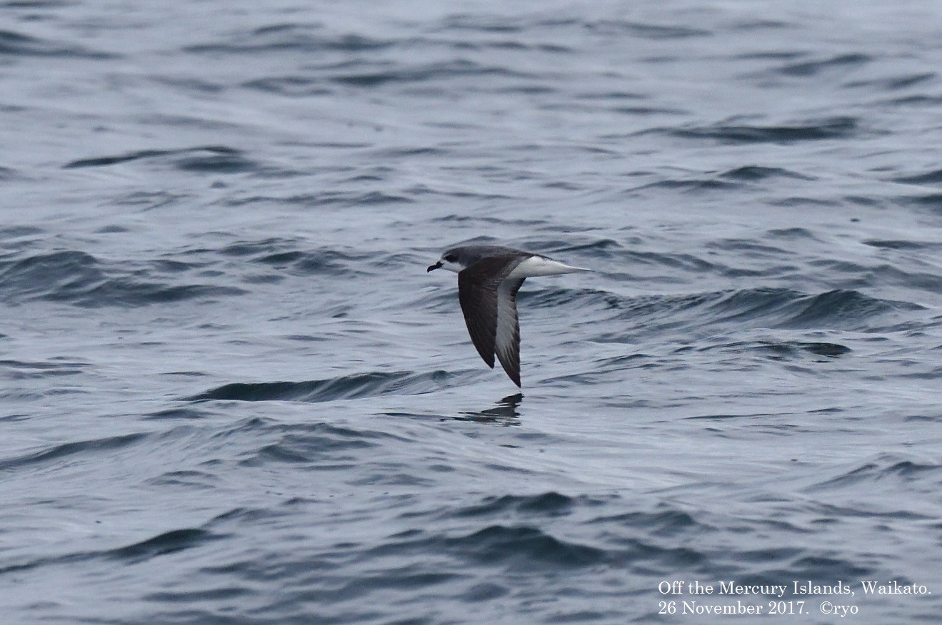 NZ Day5 Whitianga② Pterodroma：Pycroft's Petrel／ウスヒメシロハラミズナギドリ、Cook's ...