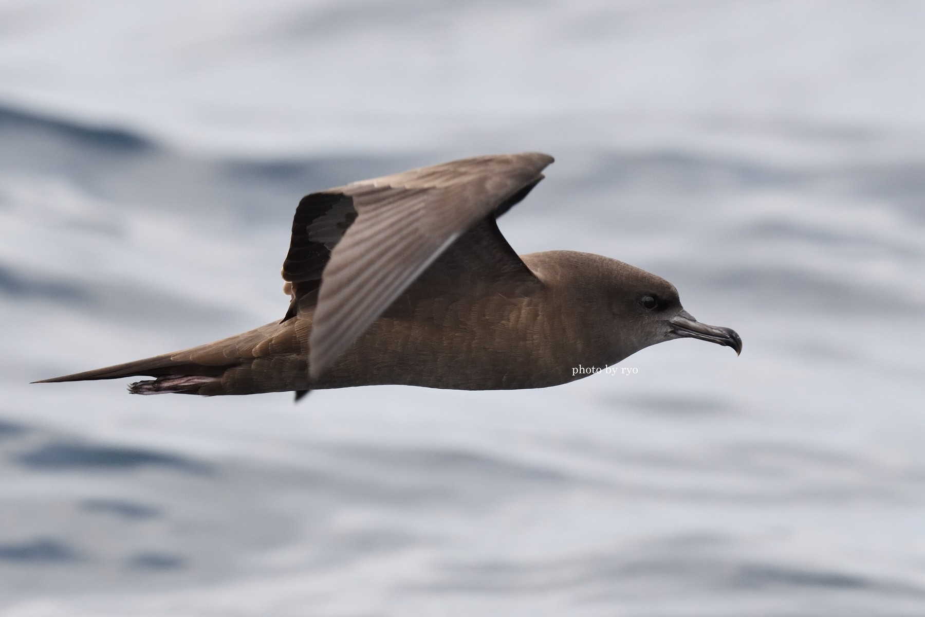 18.8.24-26 [Kiama]Pelagic - Wedge-tailed Shearwater(Dark morph)／オナガミズナ ...
