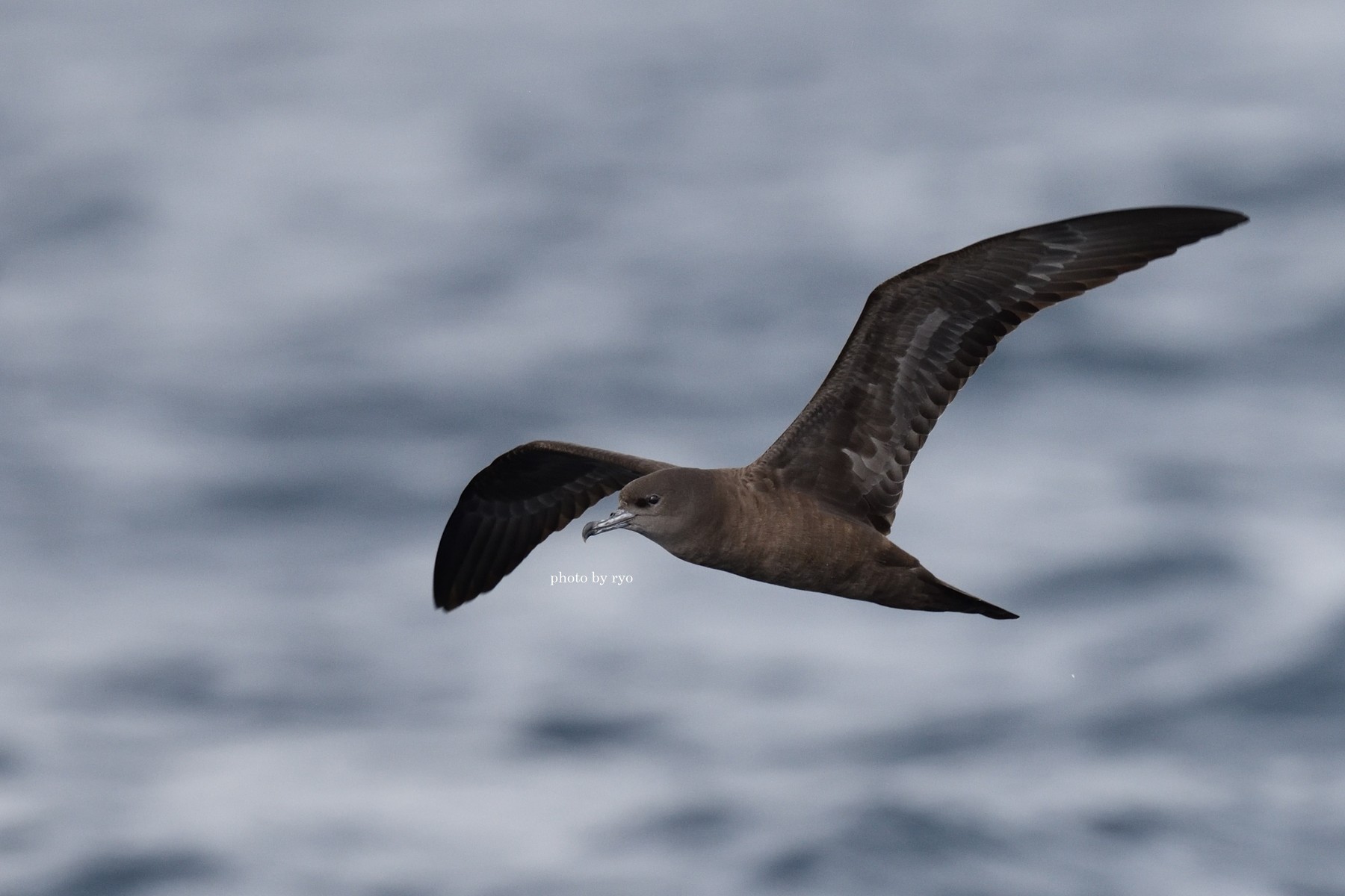 18.8.24-26 [Kiama]Pelagic - Wedge-tailed Shearwater(Dark morph)／オナガミズナ ...