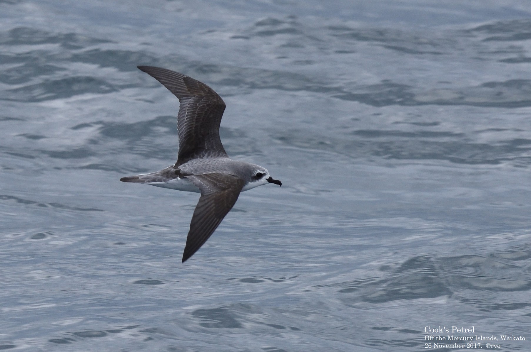 NZ Day5 Whitianga② Pterodroma：Pycroft's Petrel／ウスヒメシロハラミズナギドリ、Cook's ...