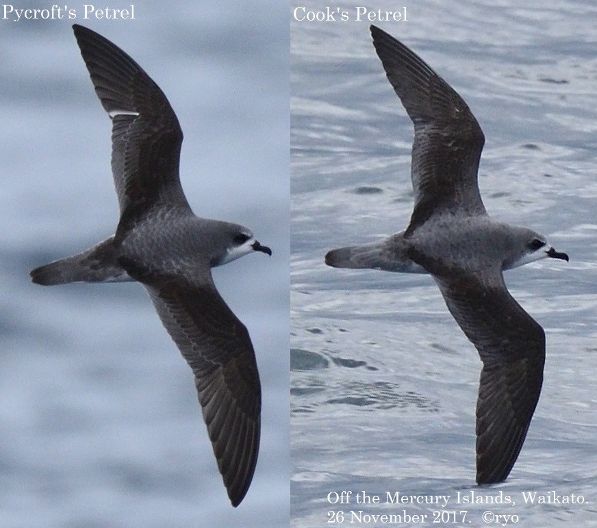 NZ Day5 Whitianga② Pterodroma：Pycroft's Petrel／ウスヒメシロハラミズナギドリ、Cook's ...