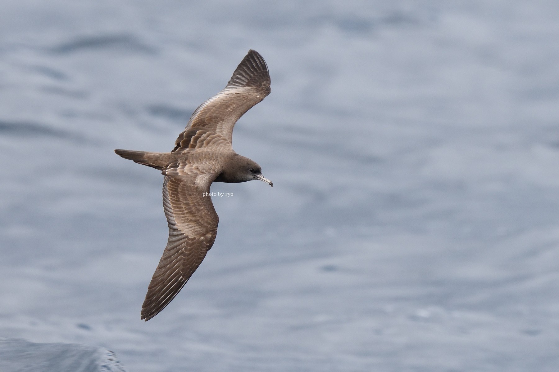 18.8.24-26 [Kiama]Pelagic - Wedge-tailed Shearwater(Dark morph)／オナガミズナ ...