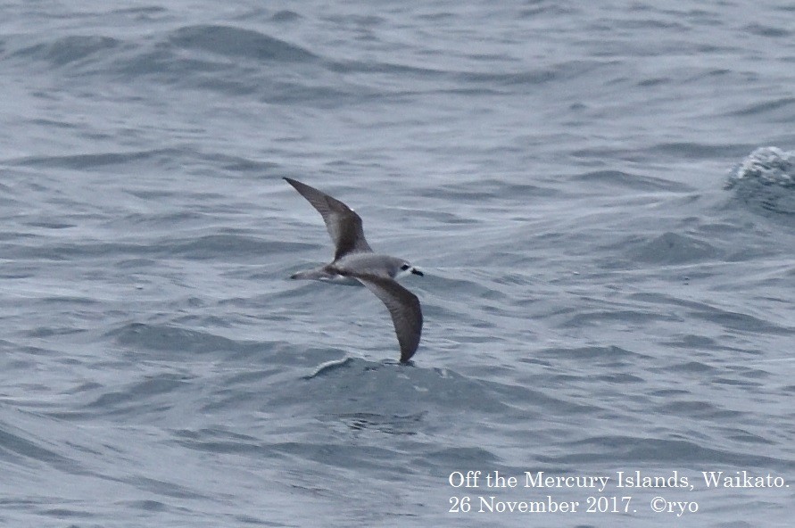 NZ Day5 Whitianga② Pterodroma：Pycroft's Petrel／ウスヒメシロハラミズナギドリ、Cook's ...