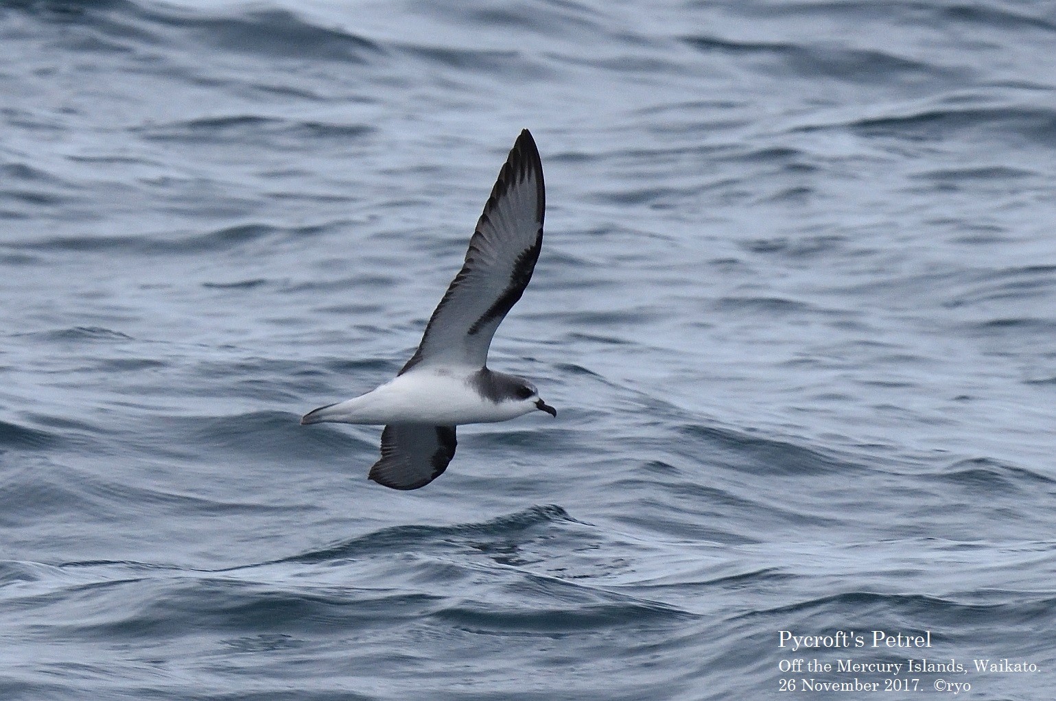NZ Day5 Whitianga② Pterodroma：Pycroft's Petrel／ウスヒメシロハラミズナギドリ、Cook's ...