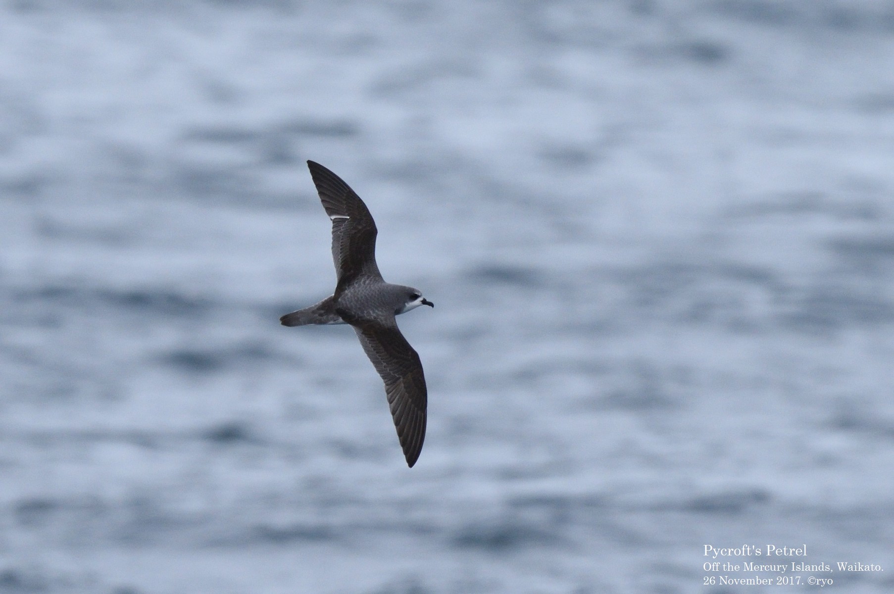 NZ Day5 Whitianga② Pterodroma：Pycroft's Petrel／ウスヒメシロハラミズナギドリ、Cook's ...