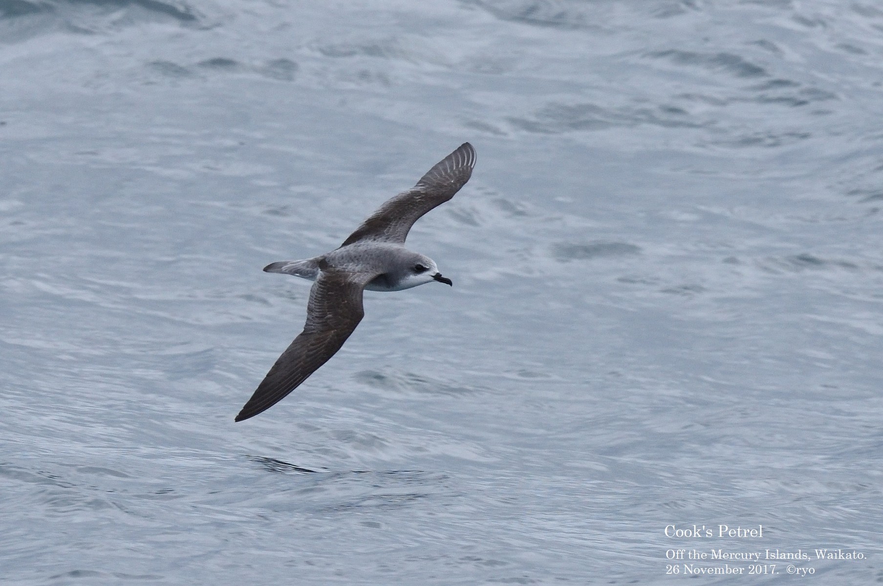 NZ Day5 Whitianga② Pterodroma：Pycroft's Petrel／ウスヒメシロハラミズナギドリ、Cook's ...