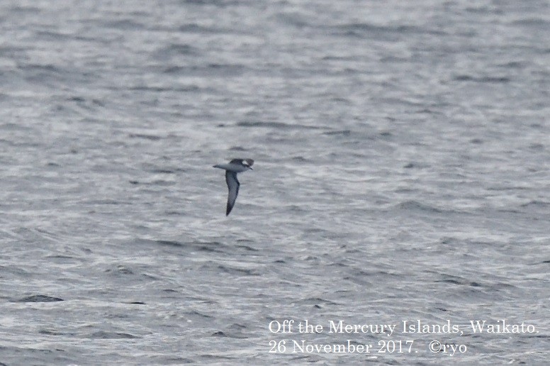 NZ Day5 Whitianga② Pterodroma：Pycroft's Petrel／ウスヒメシロハラミズナギドリ、Cook's ...