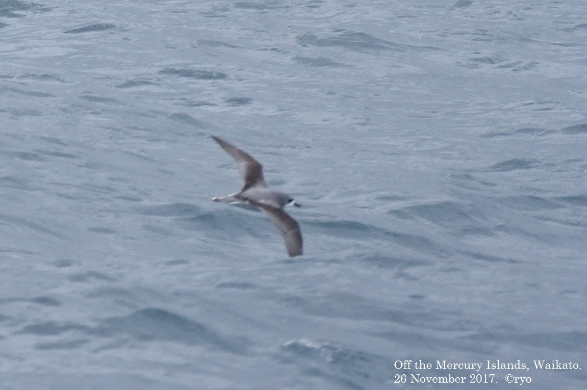 NZ Day5 Whitianga② Pterodroma：Pycroft's Petrel／ウスヒメシロハラミズナギドリ、Cook's ...