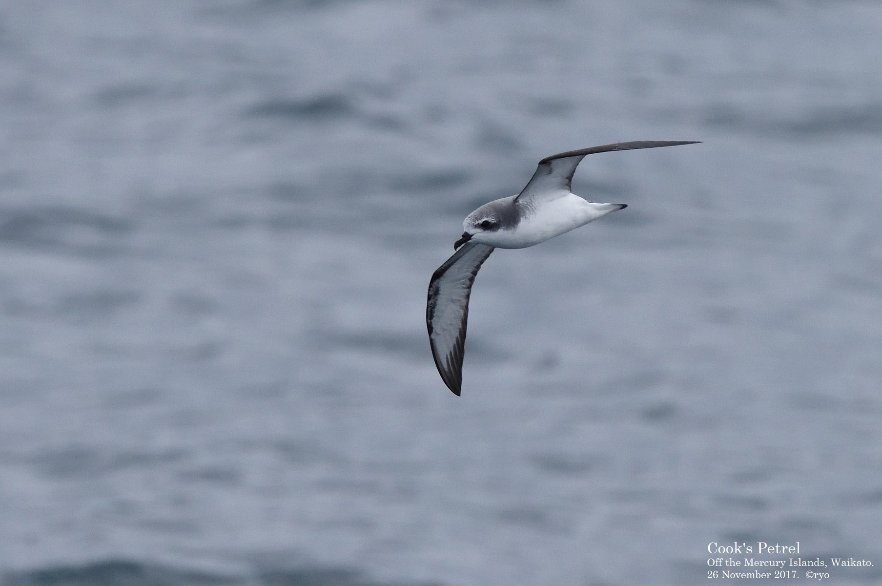 NZ Day5 Whitianga② Pterodroma：Pycroft's Petrel／ウスヒメシロハラミズナギドリ、Cook's ...