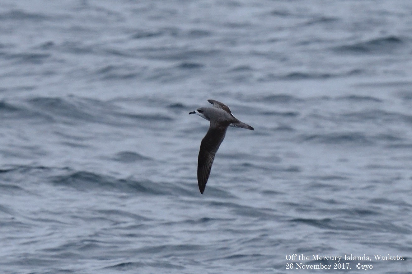 NZ Day5 Whitianga② Pterodroma：Pycroft's Petrel／ウスヒメシロハラミズナギドリ、Cook's ...