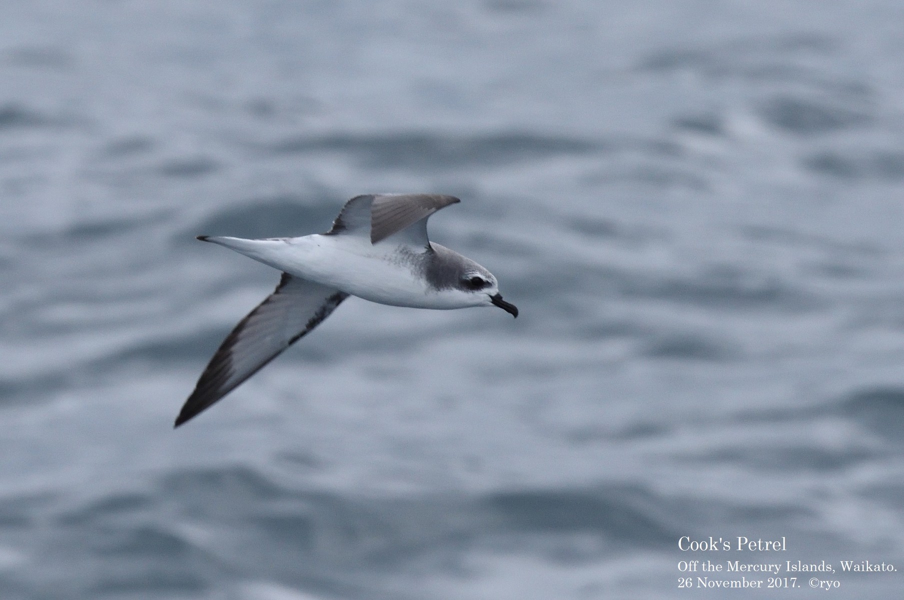 NZ Day5 Whitianga② Pterodroma：Pycroft's Petrel／ウスヒメシロハラミズナギドリ、Cook's ...