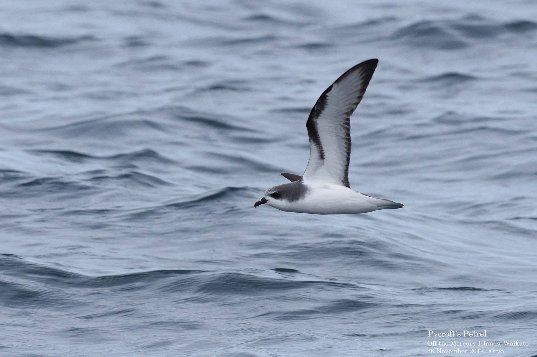 NZ Day5 Whitianga② Pterodroma：Pycroft's Petrel／ウスヒメシロハラミズナギドリ、Cook's ...