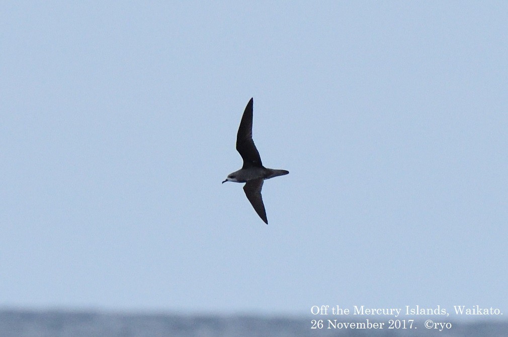 NZ Day5 Whitianga② Pterodroma：Pycroft's Petrel／ウスヒメシロハラミズナギドリ、Cook's ...