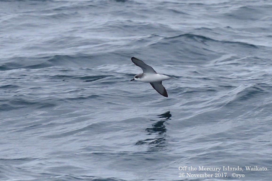 NZ Day5 Whitianga② Pterodroma：Pycroft's Petrel／ウスヒメシロハラミズナギドリ、Cook's ...