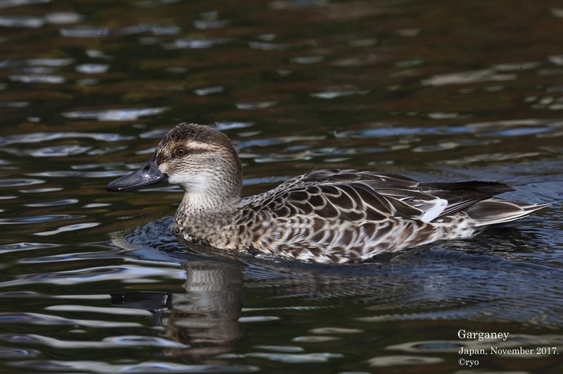 17.11.19 シマアジ♂エクリプス : 島と海