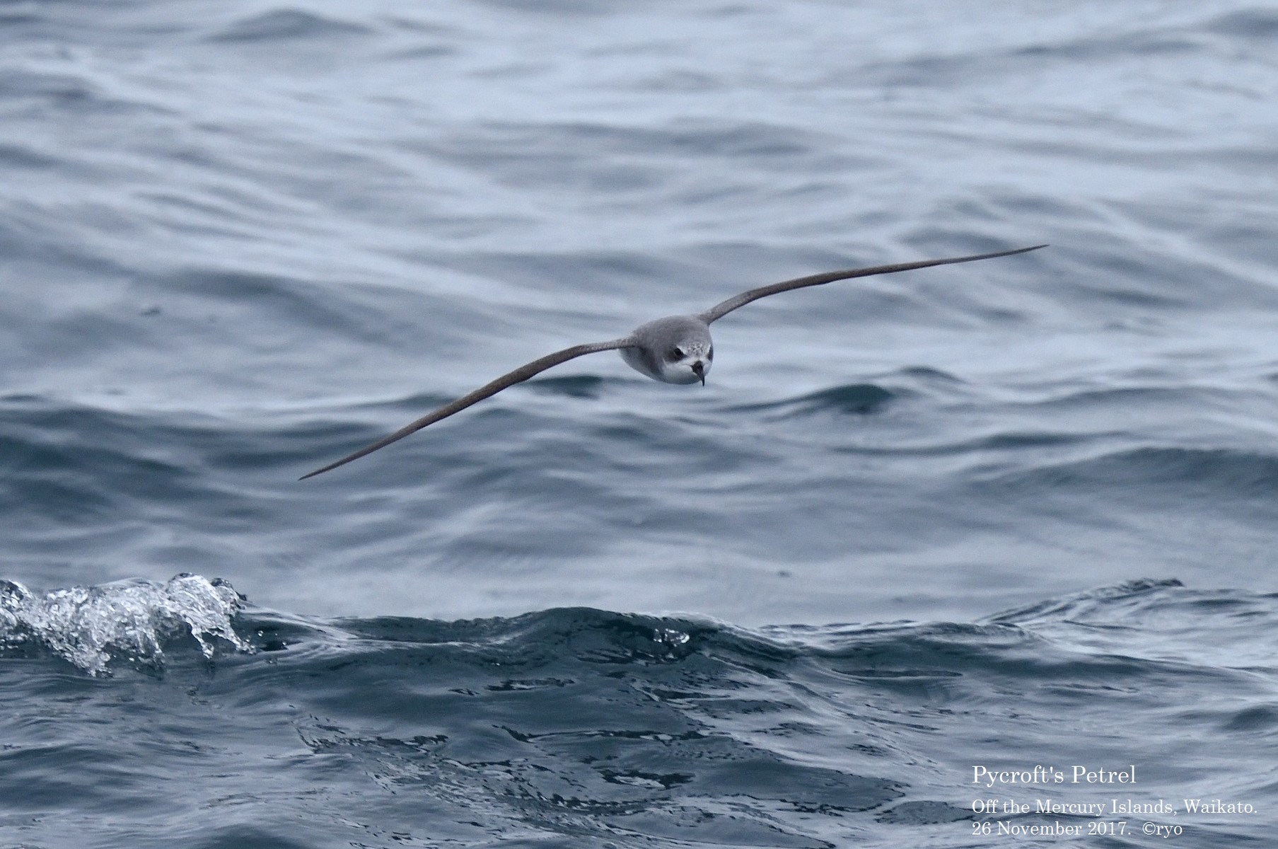 NZ Day5 Whitianga② Pterodroma：Pycroft's Petrel／ウスヒメシロハラミズナギドリ、Cook's ...