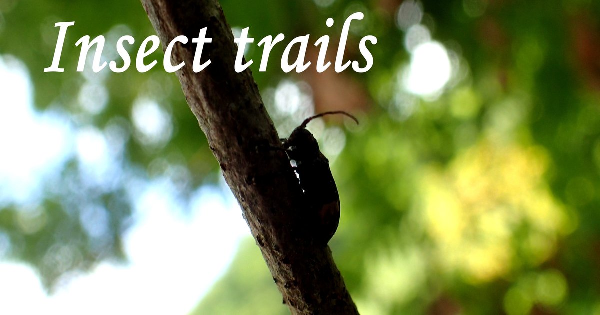 Insect trails