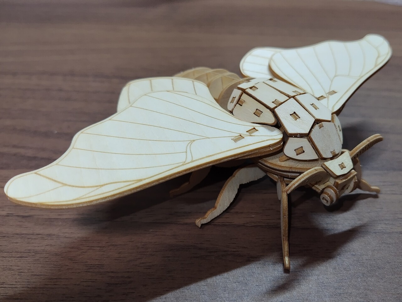 昆虫アイテム -2024- : Insect trails