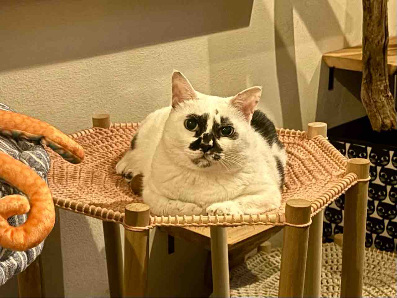 Muddy Cat 定期便 9/10〜9/14 : 海の近くに猫と住んでる