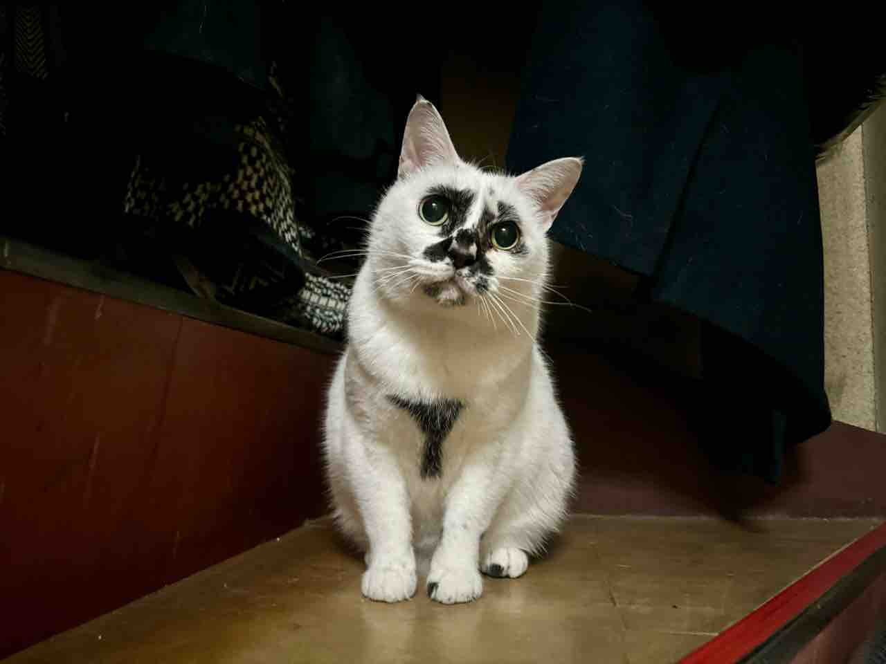 Muddy Cat 定期便 3/3〜3/8・珈琲と麦酒と雑貨の店siesta : 海の近くに猫と住んでる