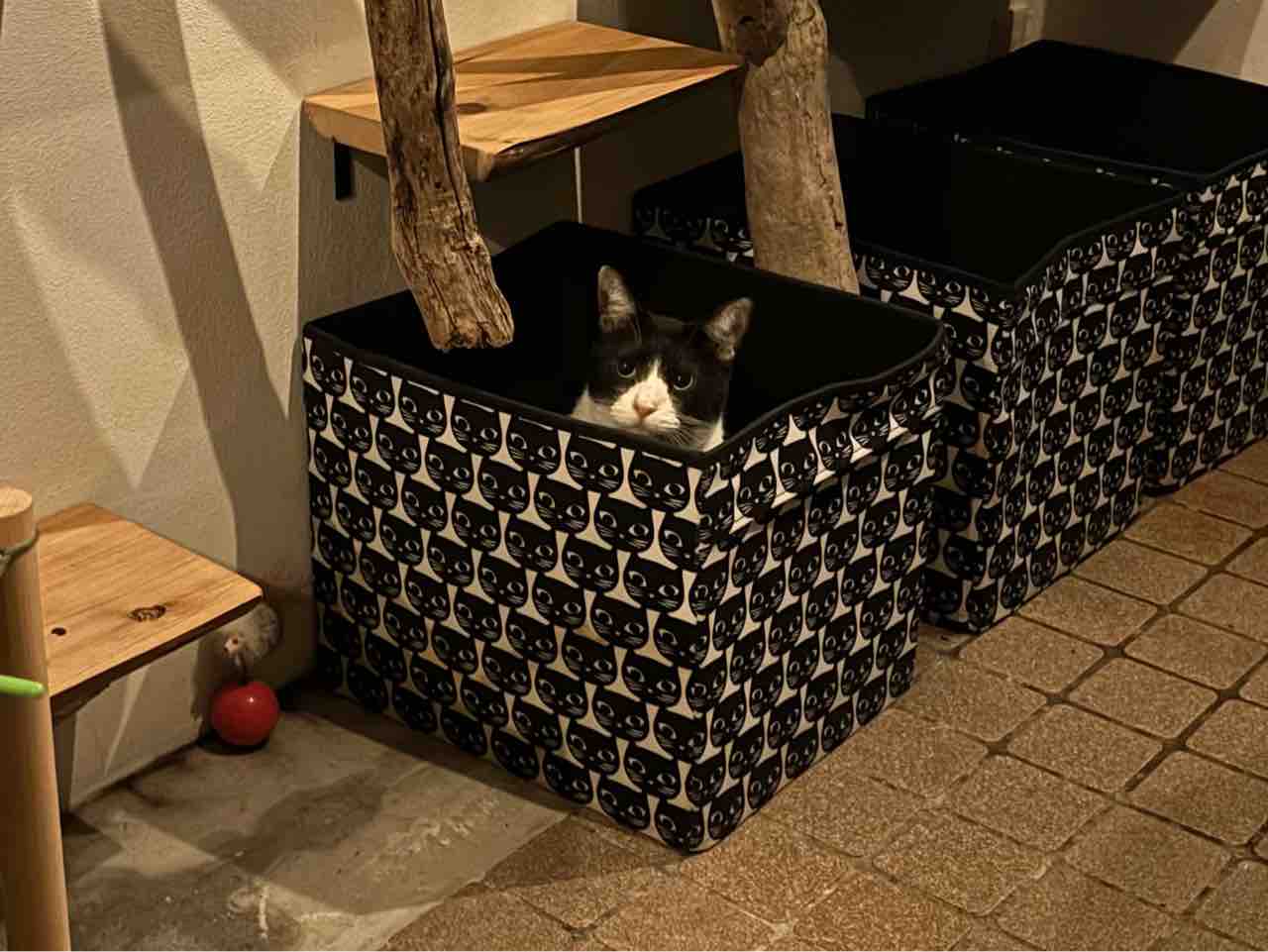 Muddy Cat 定期便 3/3〜3/8・珈琲と麦酒と雑貨の店siesta : 海の近くに猫と住んでる