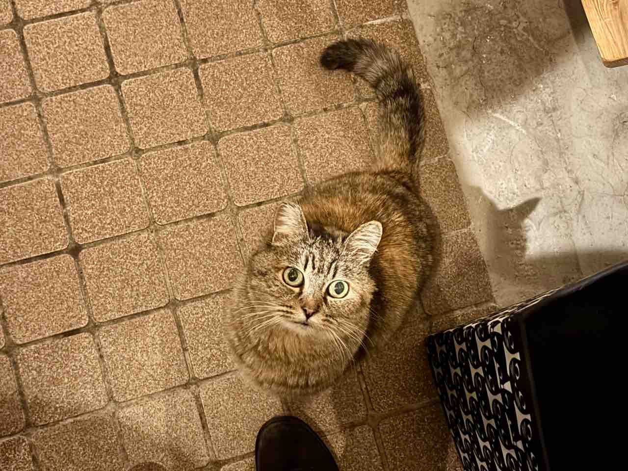 Muddy Cat 定期便 12/22〜12/27 : 海の近くに猫と住んでる