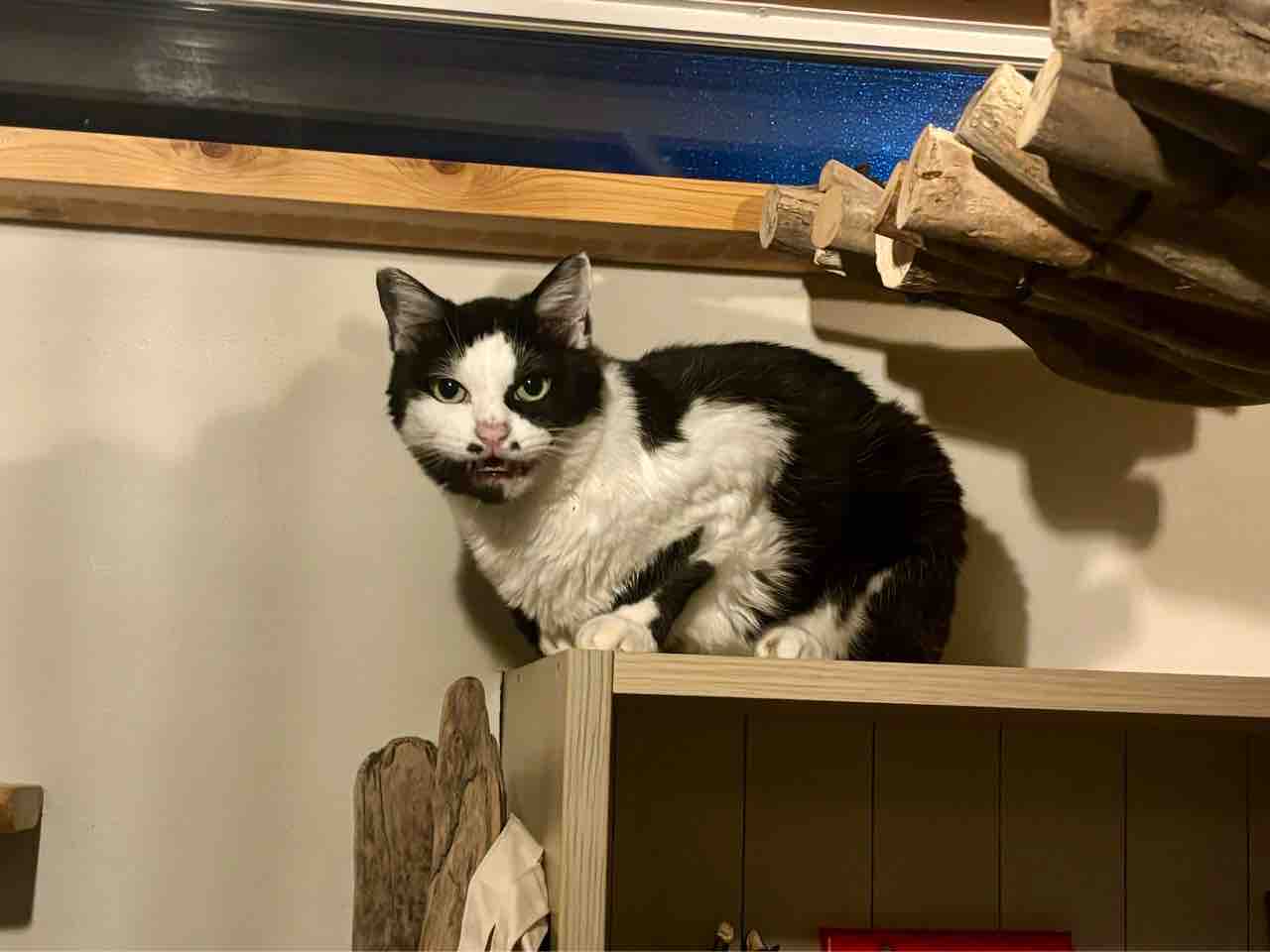 Muddy Cat 定期便 6/10〜6/15 : 海の近くに猫と住んでる