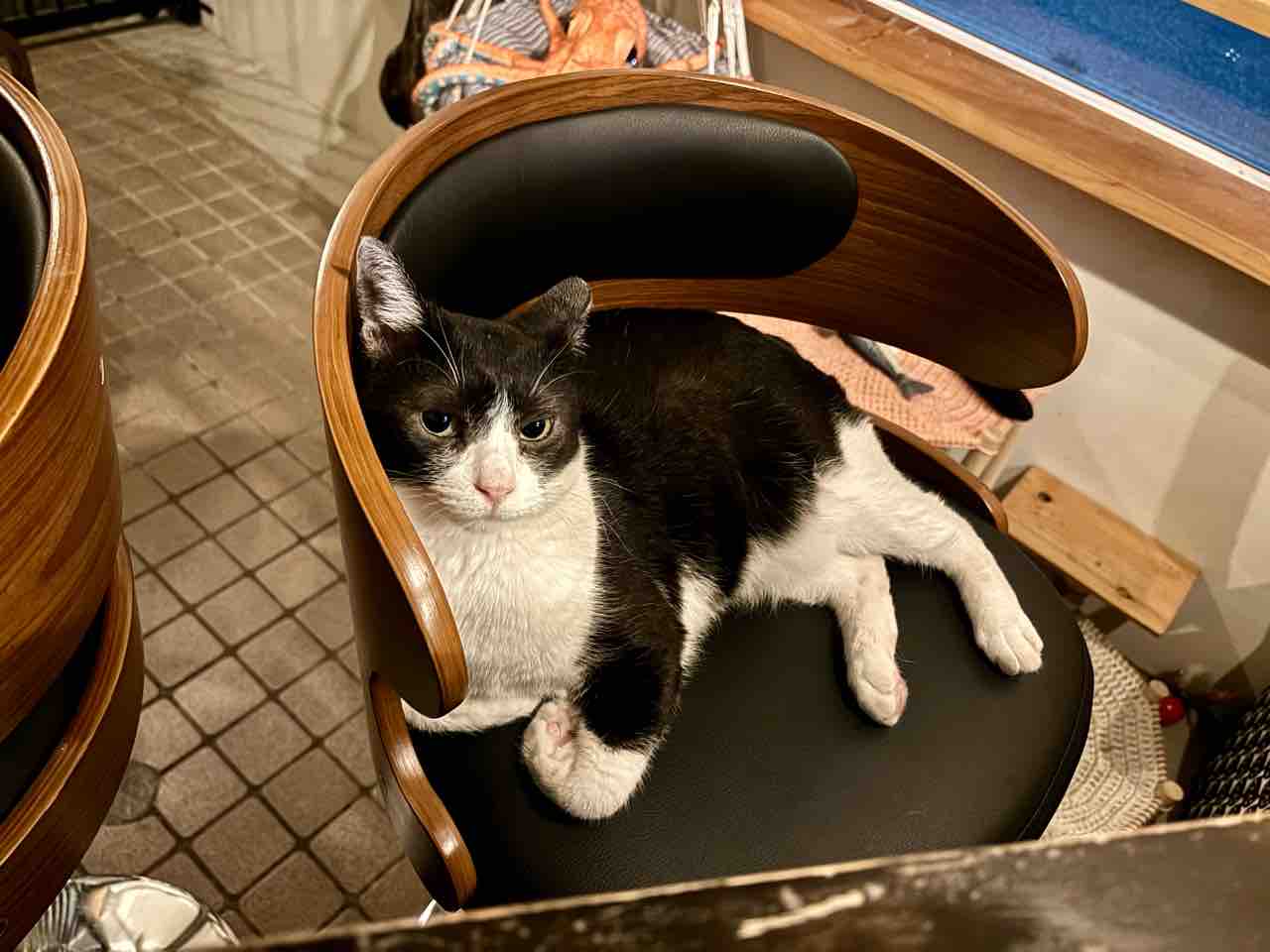 Muddy Cat 定期便 8/19〜8/24 : 海の近くに猫と住んでる