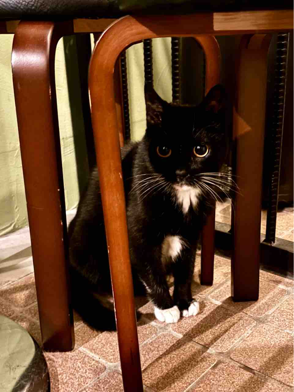 Muddy Cat 定期便 9/2〜9/7 : 海の近くに猫と住んでる