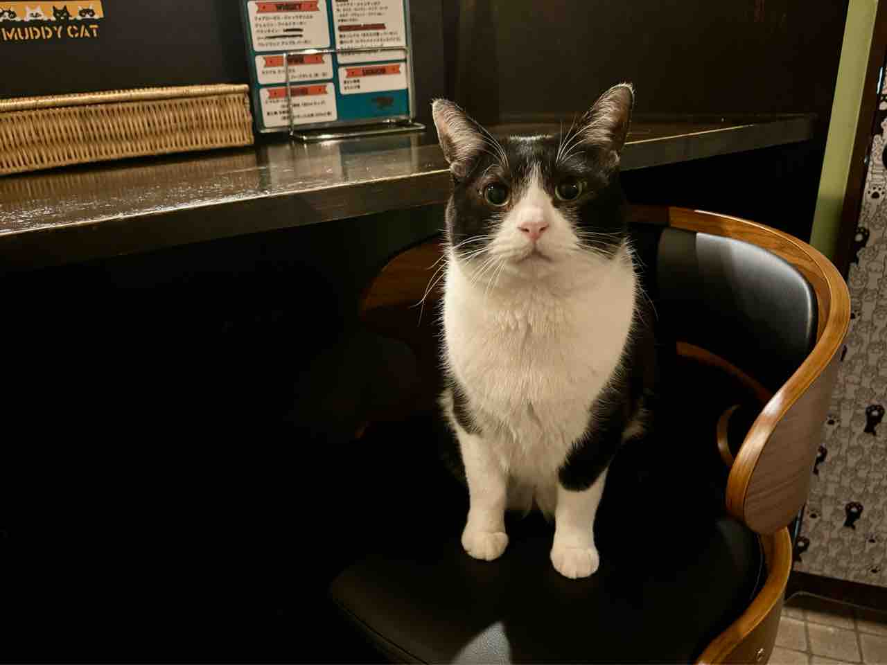 Muddy Cat 定期便 4/1〜4/6・4/9〜4/13 : 海の近くに猫と住んでる