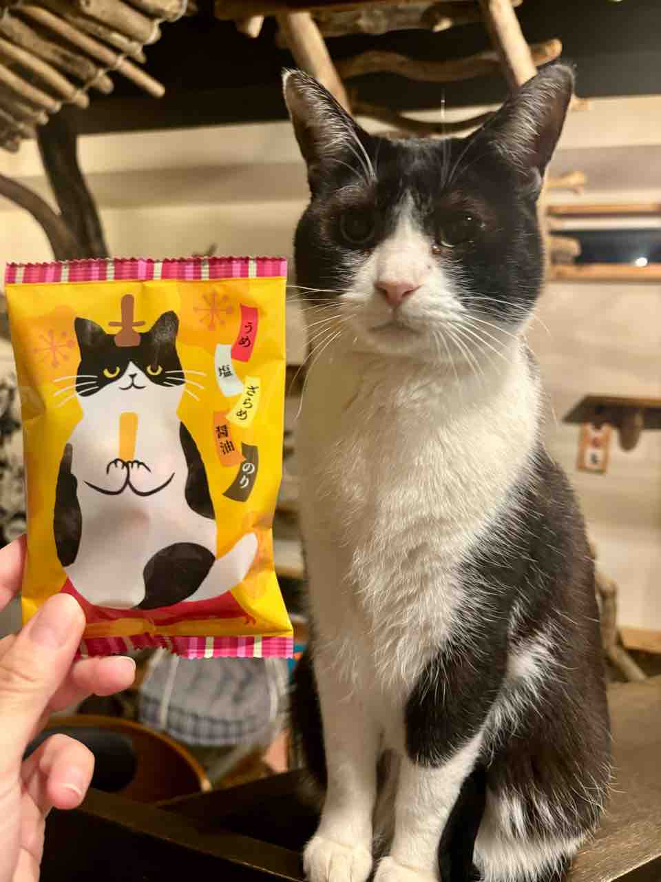 Muddy Cat 定期便 2/27〜3/2・3/4〜3/9 : 海の近くに猫と住んでる