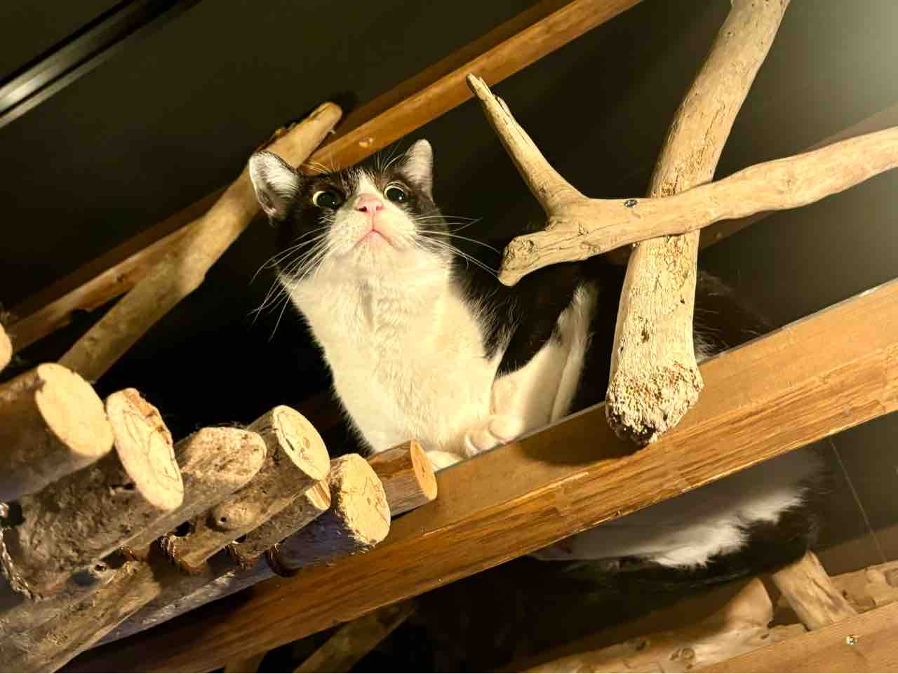 Muddy Cat 定期便 11/4〜11/9 : 海の近くに猫と住んでる