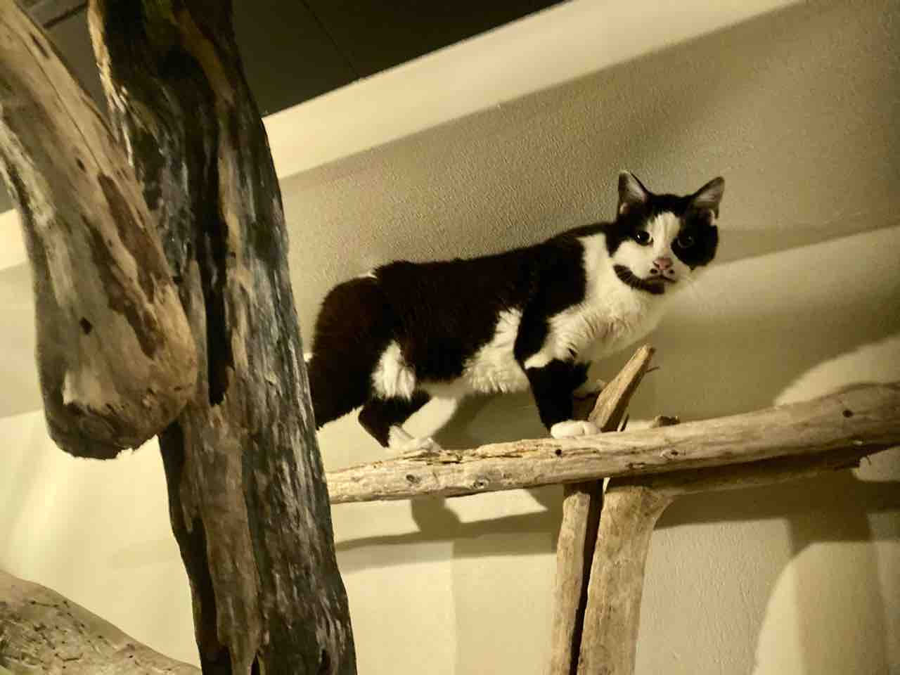 Muddy Cat 定期便 6/5〜6/10 : 海の近くに猫と住んでる