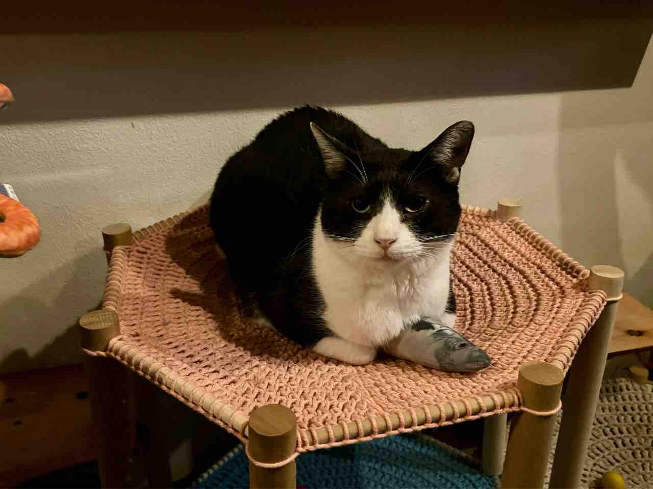 Muddy Cat 定期便 9/2〜9/7 : 海の近くに猫と住んでる