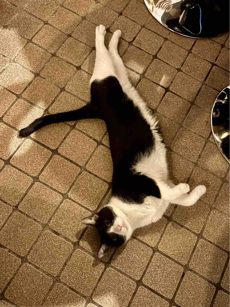 Muddy Cat 定期便 5/20〜5/24 : 海の近くに猫と住んでる