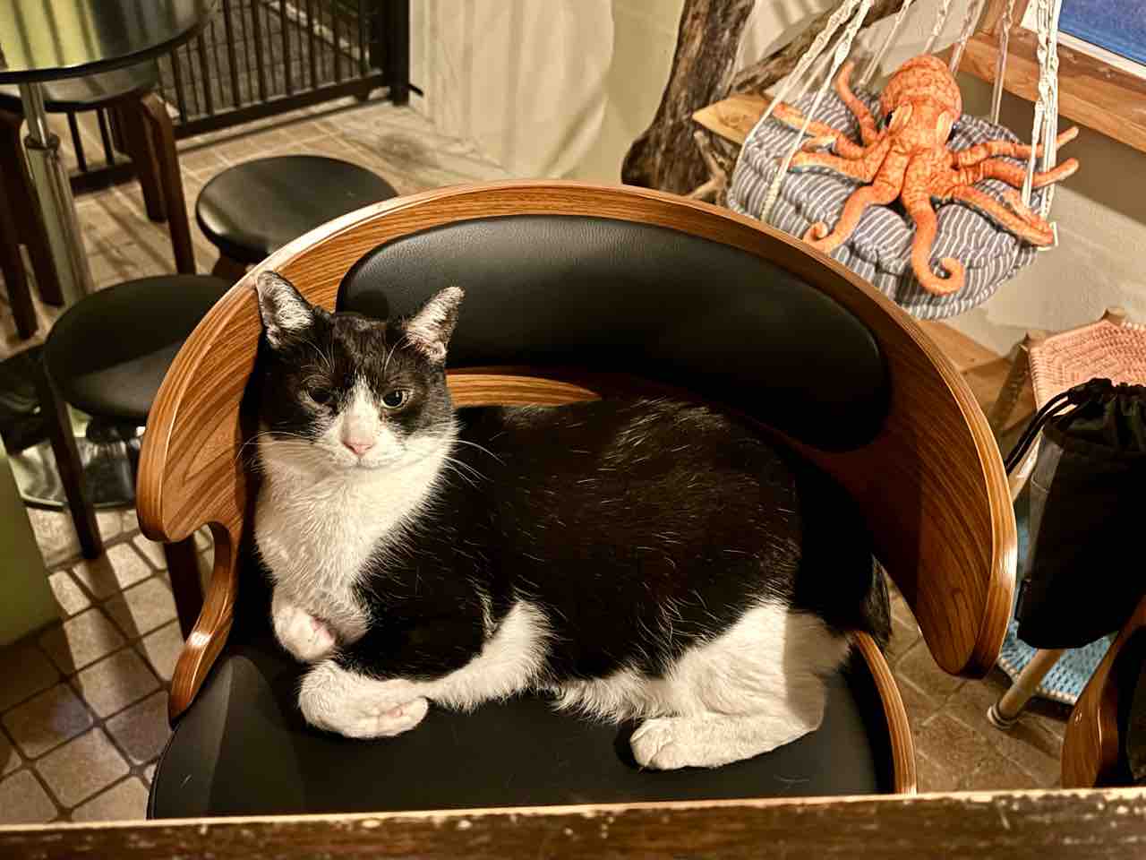 Muddy Cat 定期便 6/24〜6/29 : 海の近くに猫と住んでる