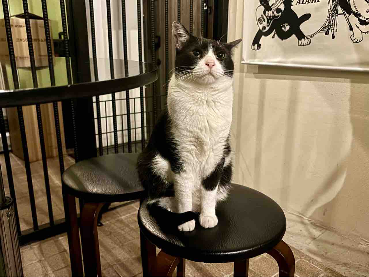 Muddy Cat 定期便 6/10〜6/15 : 海の近くに猫と住んでる