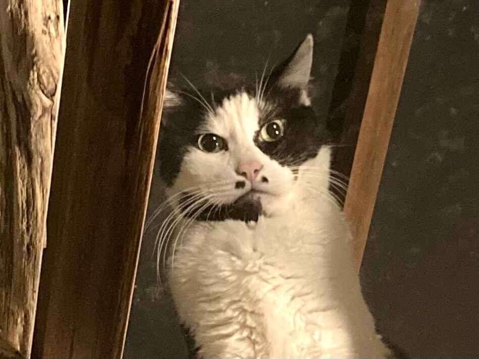 Muddy Cat 定期便 1/9〜1/14 : 海の近くに猫と住んでる