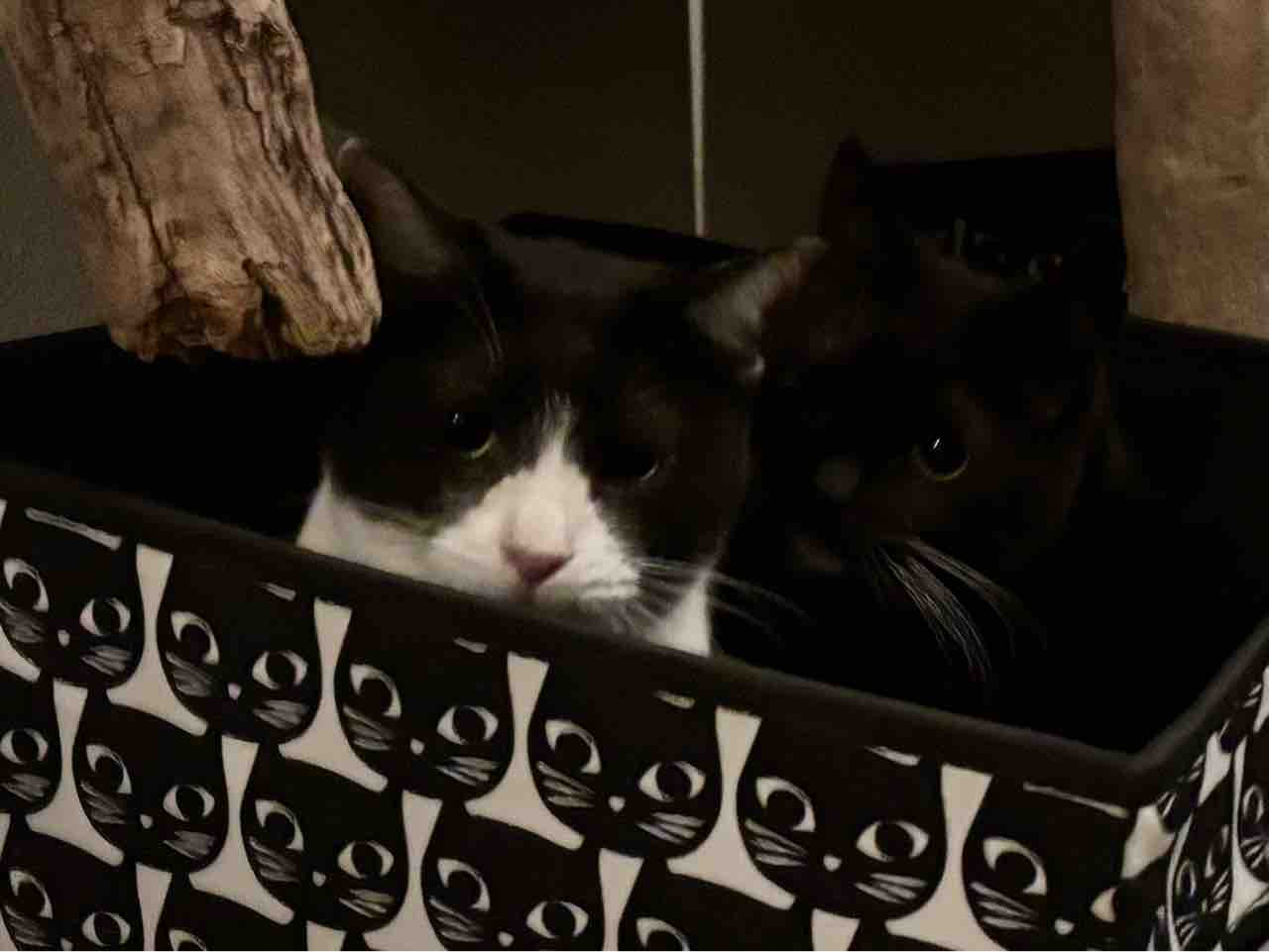 Muddy Cat 定期便 3/17〜3/22 : 海の近くに猫と住んでる