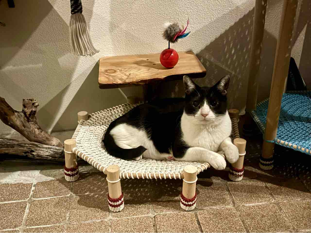 Muddy Cat 定期便 1/30〜2/3 : 海の近くに猫と住んでる