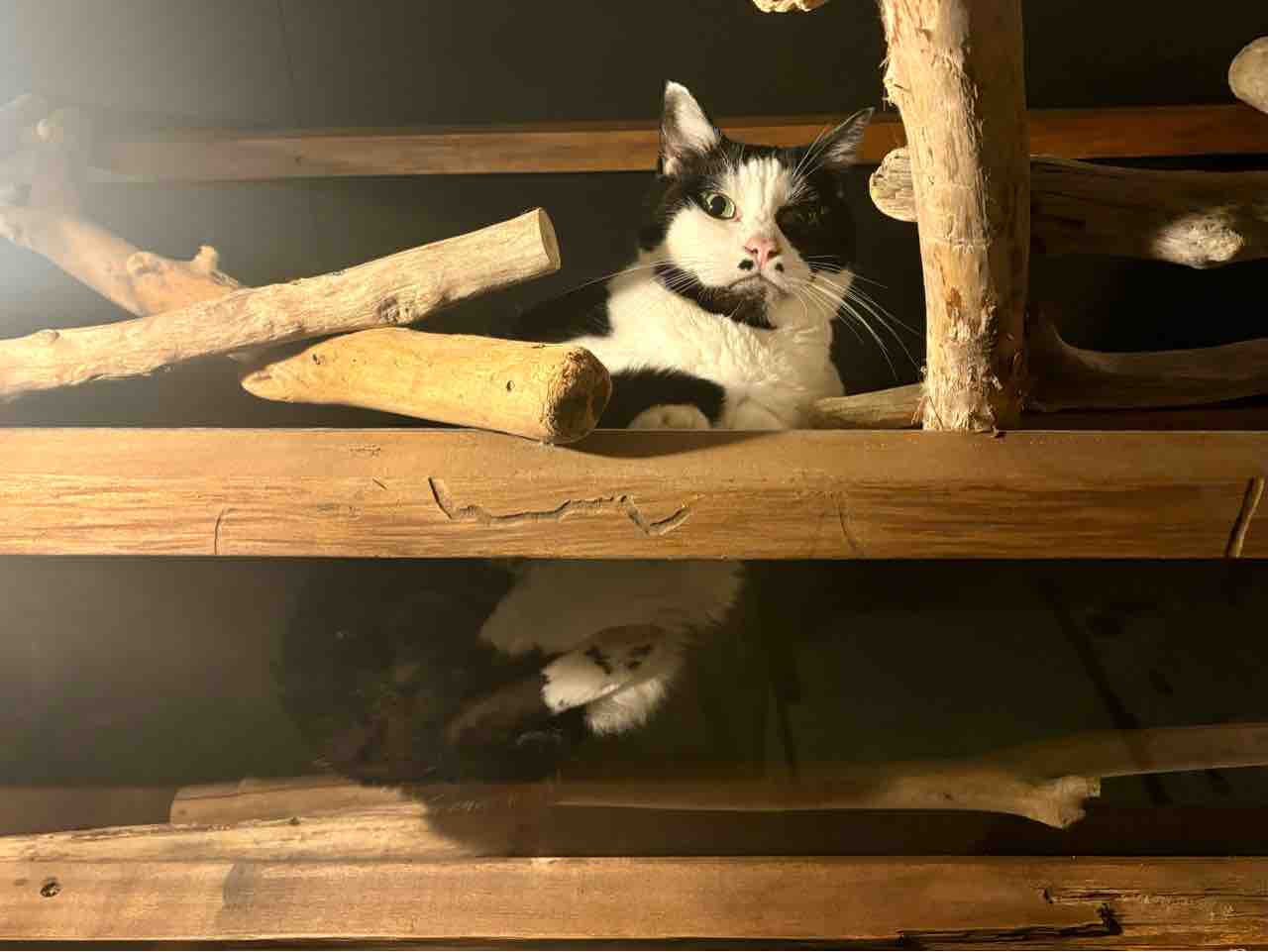 Muddy Cat 定期便 9/17〜9/21 : 海の近くに猫と住んでる