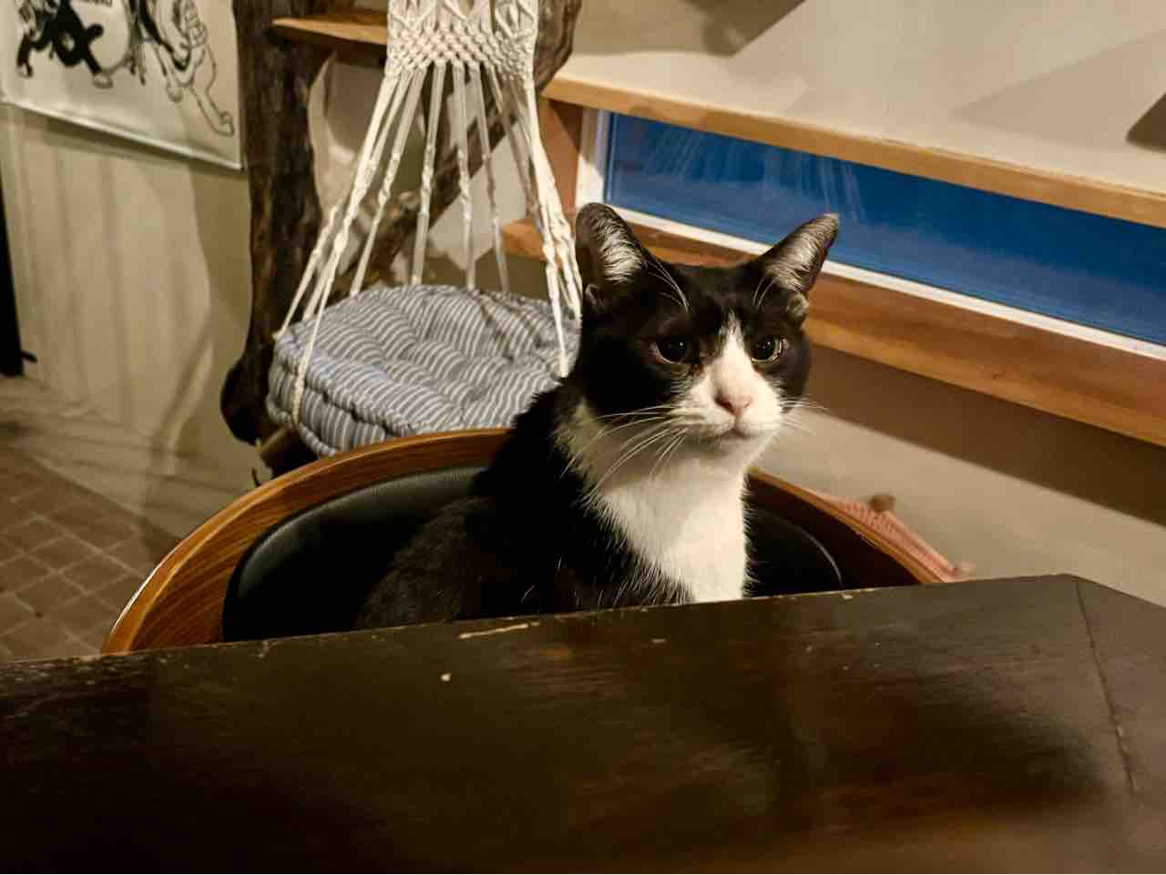 Muddy Cat 定期便 4/1〜4/6・4/9〜4/13 : 海の近くに猫と住んでる