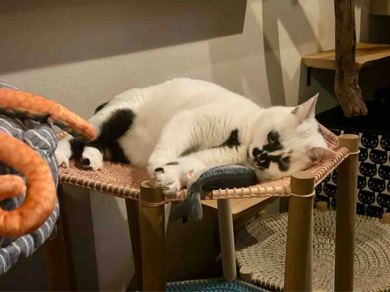 Muddy Cat 定期便 9/17〜9/21 : 海の近くに猫と住んでる