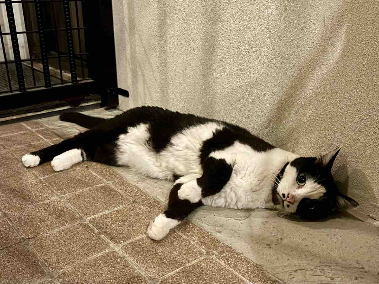 Muddy Cat 定期便 2/27〜3/2・3/4〜3/9 : 海の近くに猫と住んでる