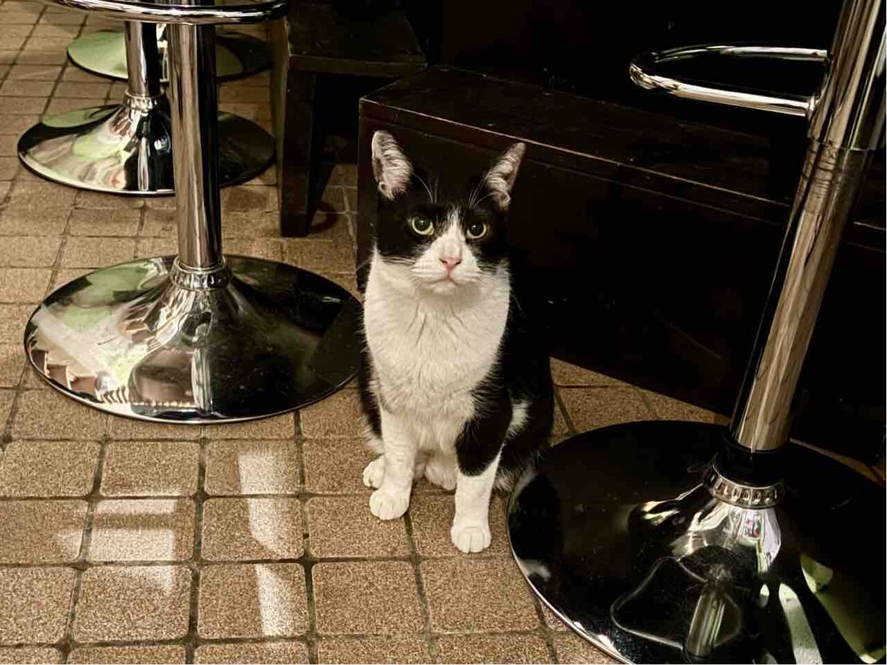 Muddy Cat 定期便 6/23〜6/28 : 海の近くに猫と住んでる